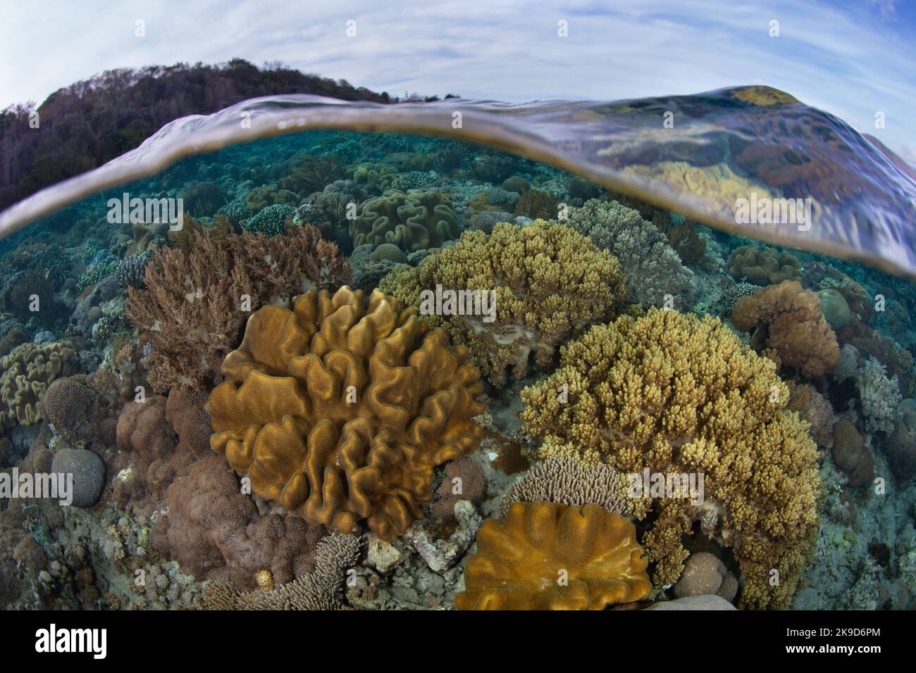 A diverse array of corals compete for space on a shallow, healthy reef ...
