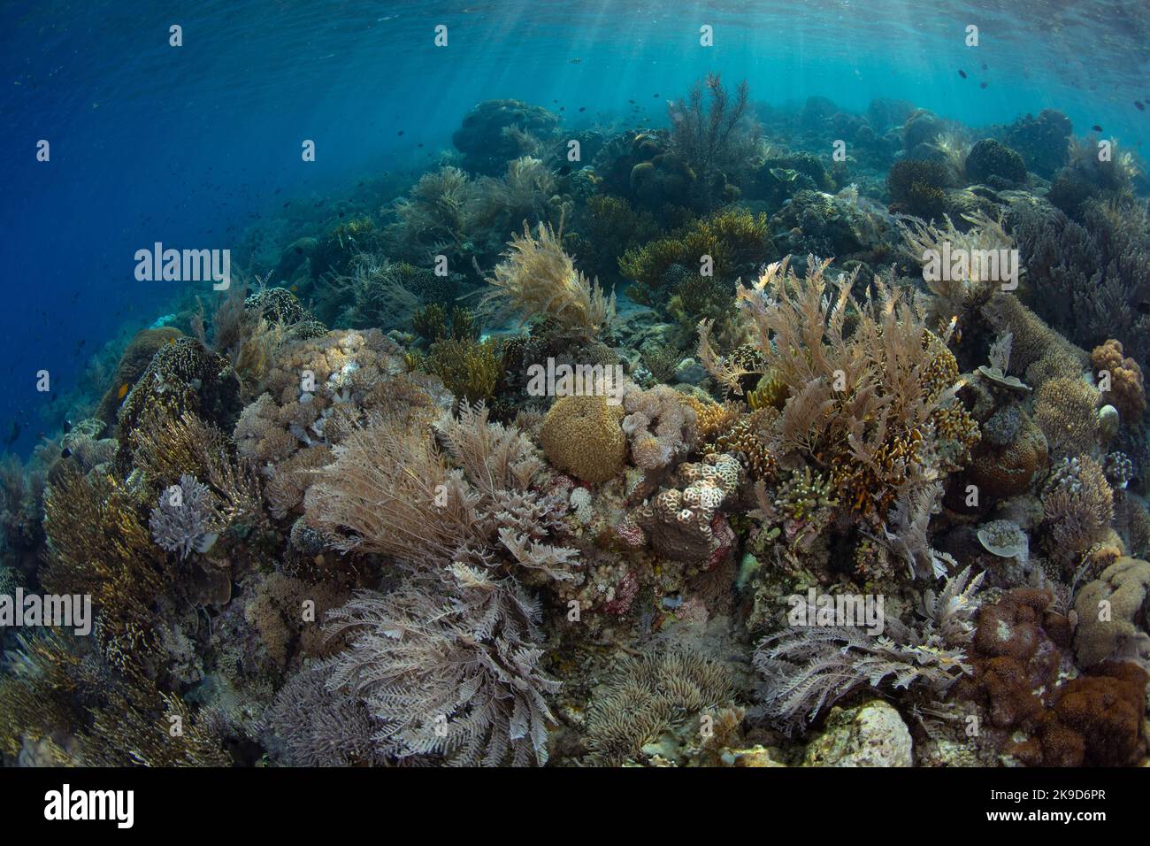 A diverse array of corals compete for space on a shallow, healthy reef ...