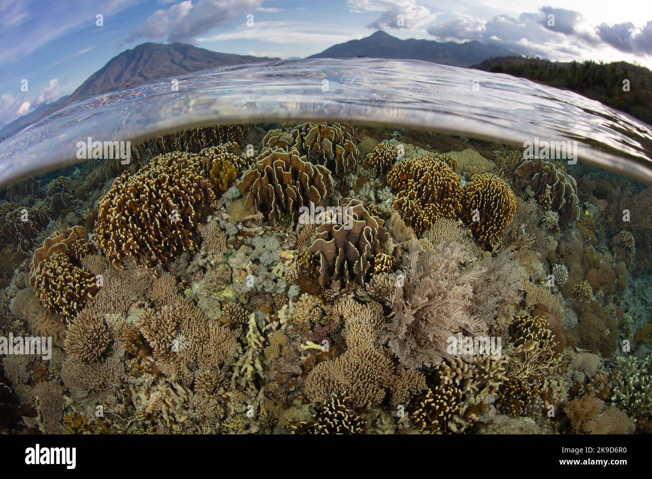 A diverse array of corals compete for space on a shallow, healthy reef ...
