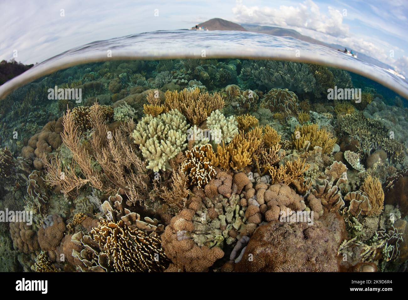 A diverse array of corals compete for space on a shallow, healthy reef ...