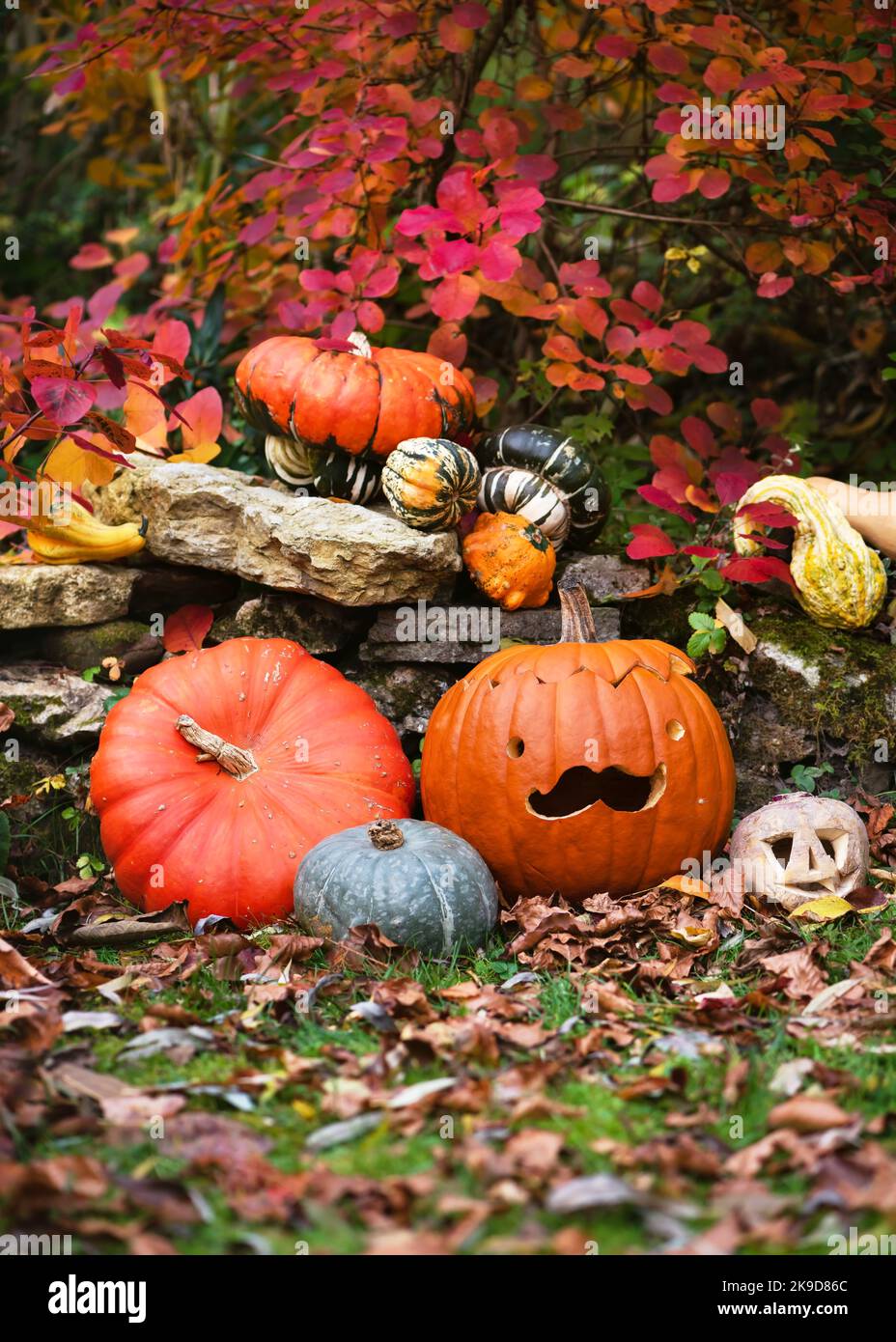 Colorful varied small and huge pumpkins and squash with some cute ...