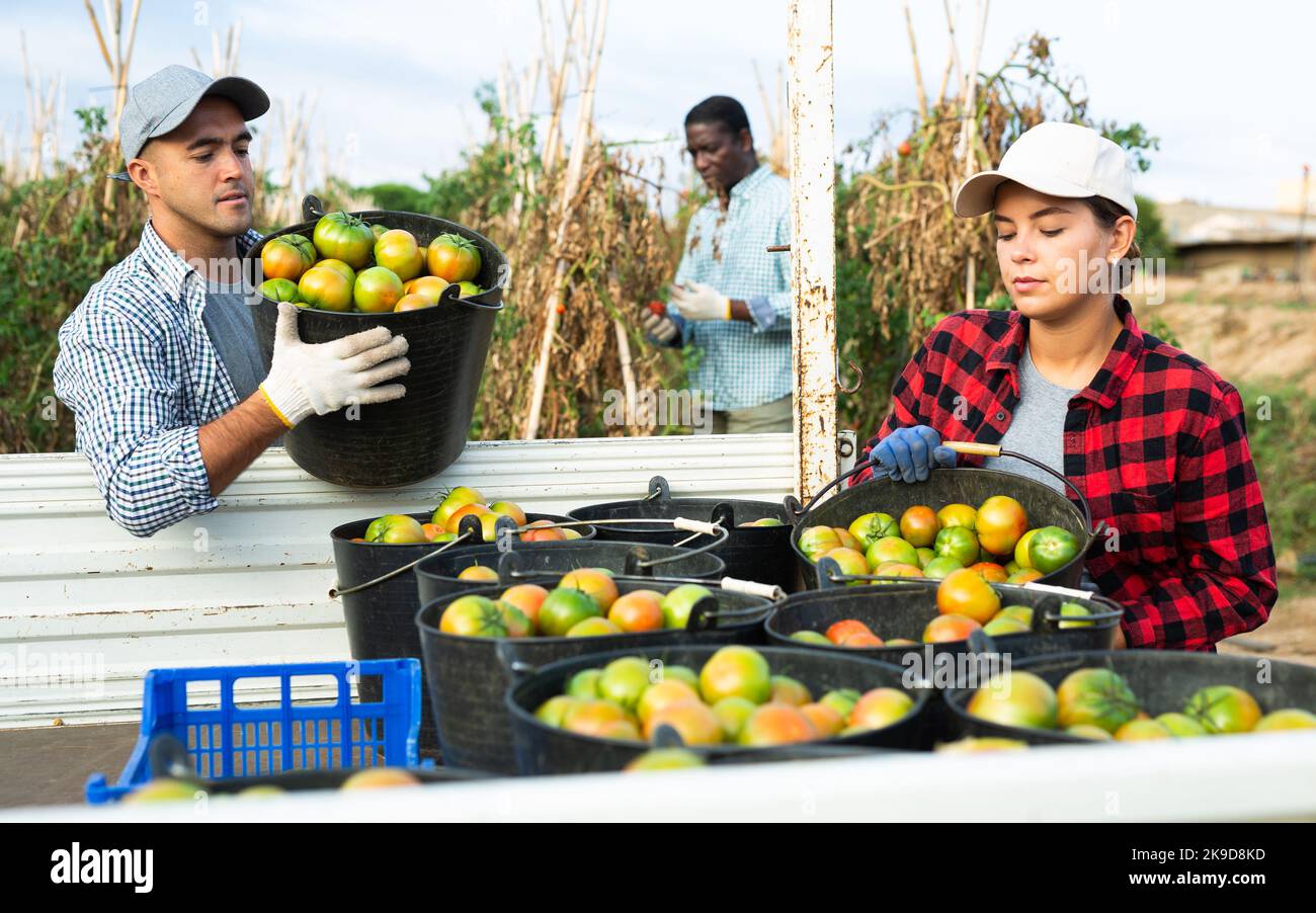 Team of workers loading buckets of harvested tomatoes into truck Stock ...
