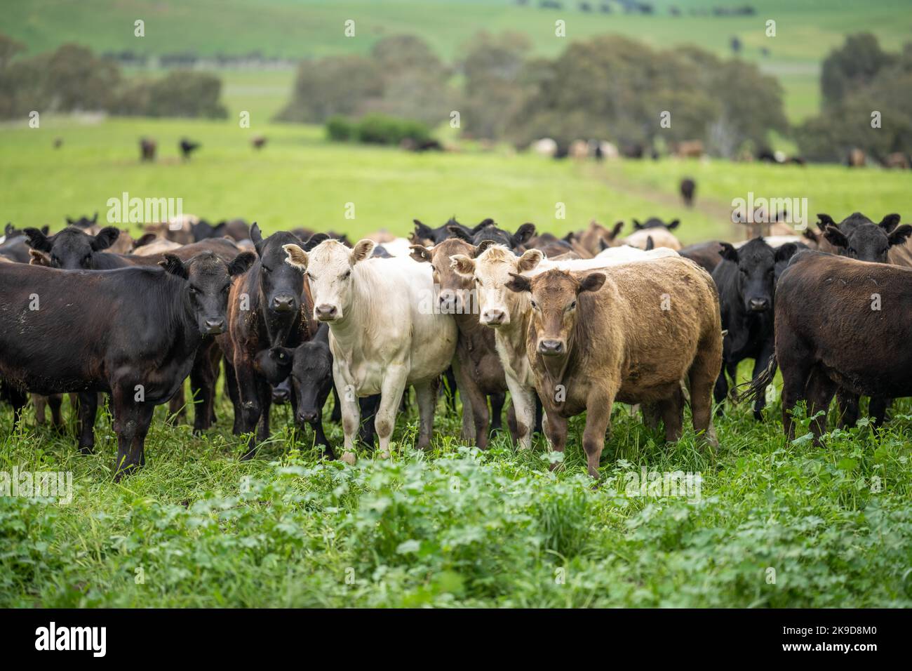 agriculture field, beef cows in a field. wagyu cattle herd grazing on ...