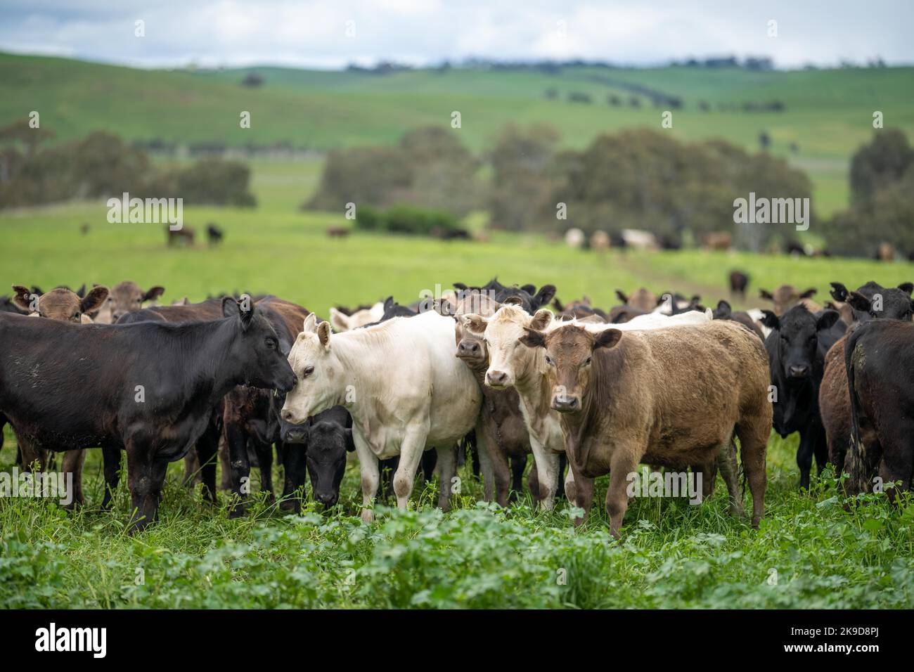 lose up of Stud Beef bulls, cows and calves grazing on grass in a field ...