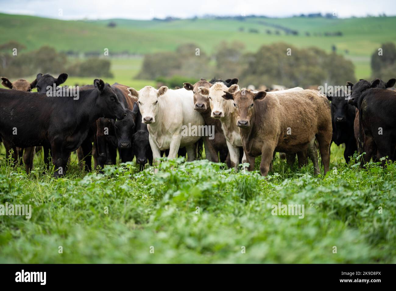 German angus cow calf hi-res stock photography and images - Alamy