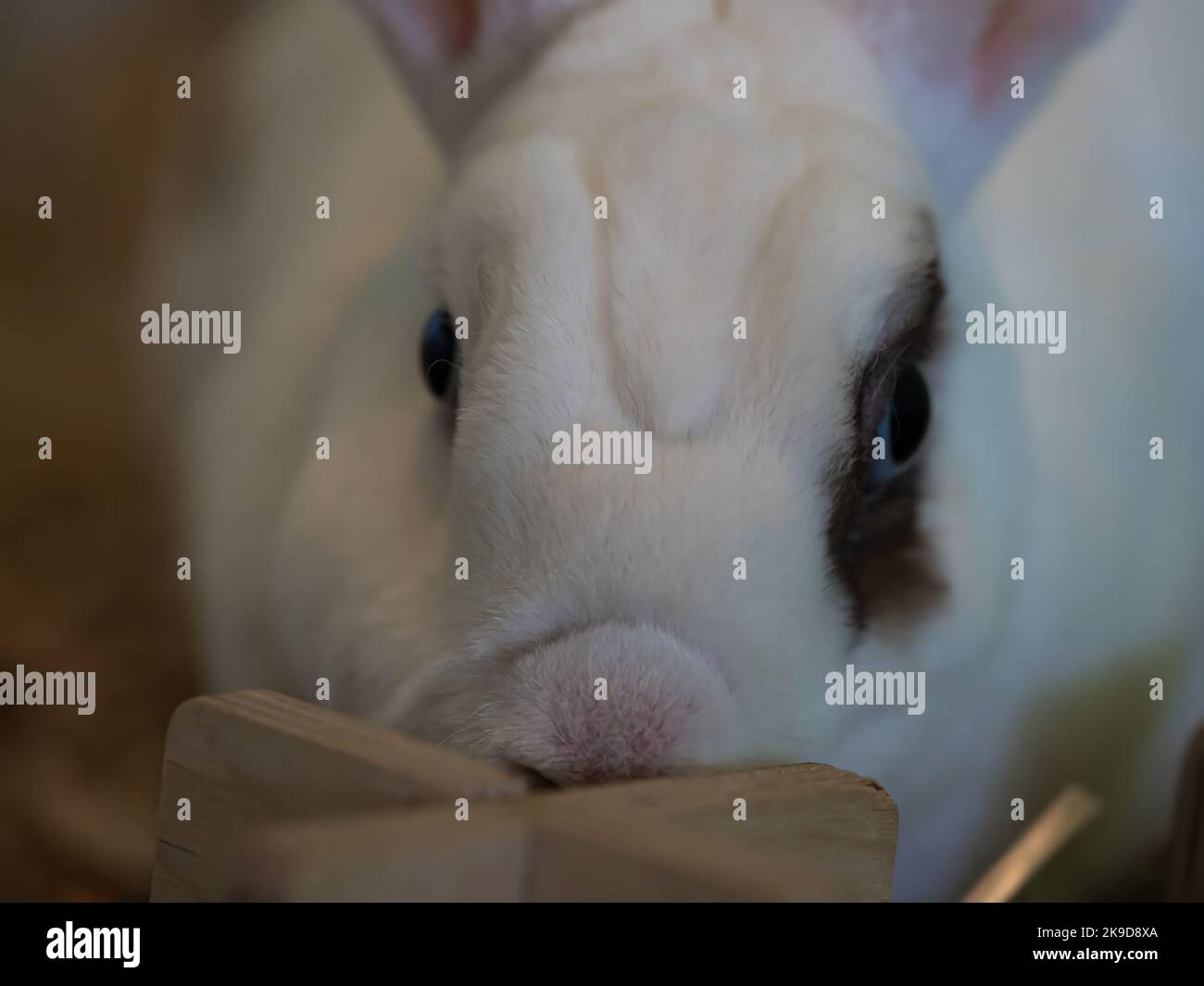 Rabbit closeup hi-res stock photography and images - Alamy