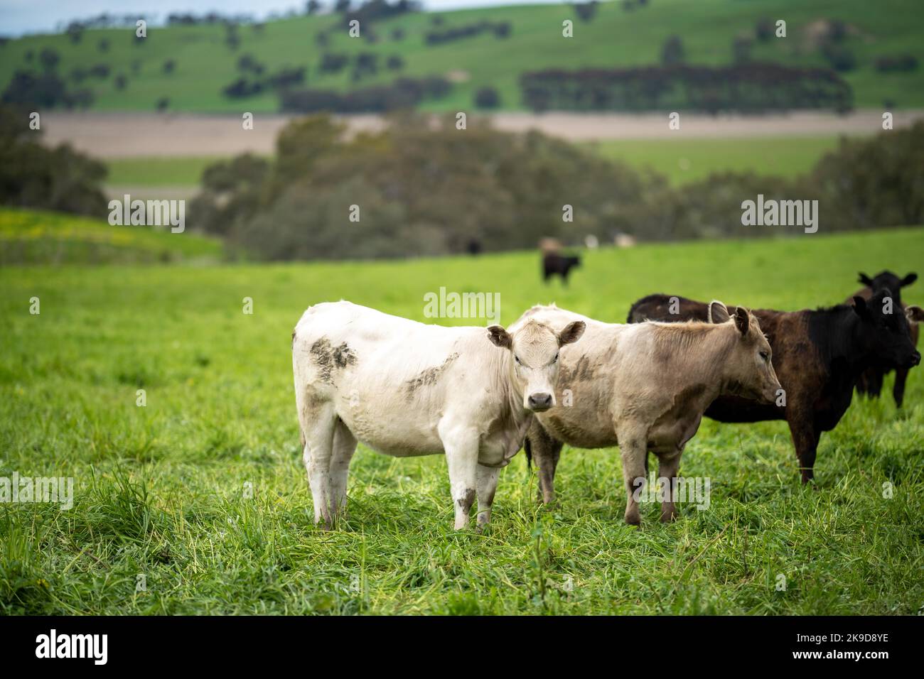 Dr congo mali flag hi-res stock photography and images - Alamy