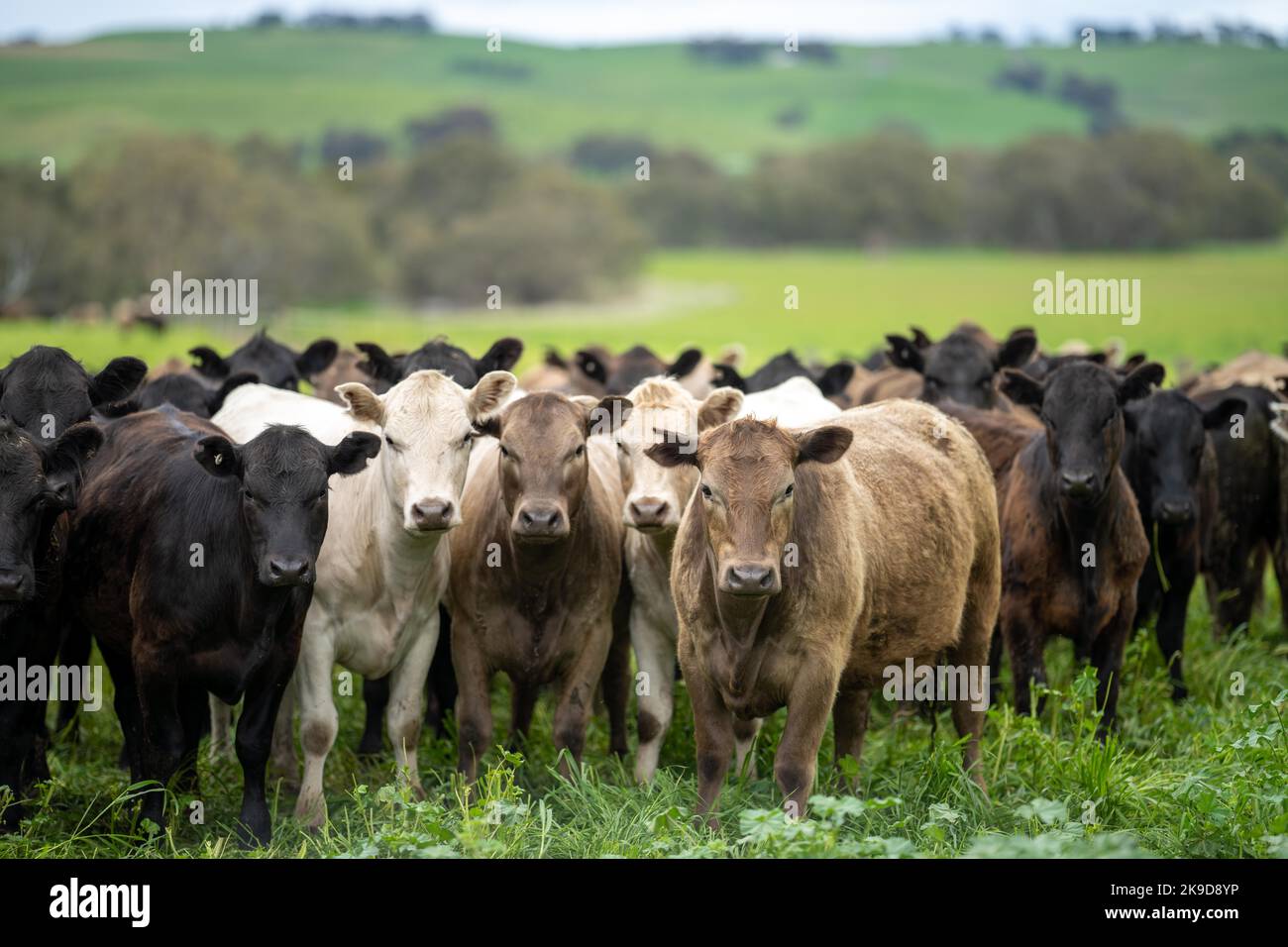 Healthy livestock healthy cows hi-res stock photography and images - Alamy