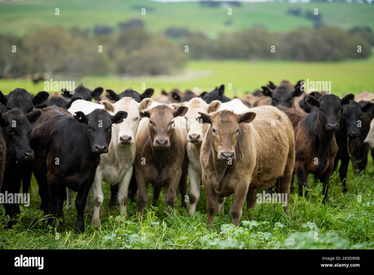 agriculture field, herd of beef cows in a field. springtime on a farm ...
