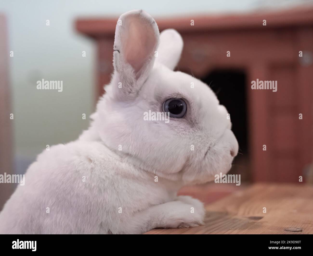 Rabbit closeup hi-res stock photography and images - Alamy