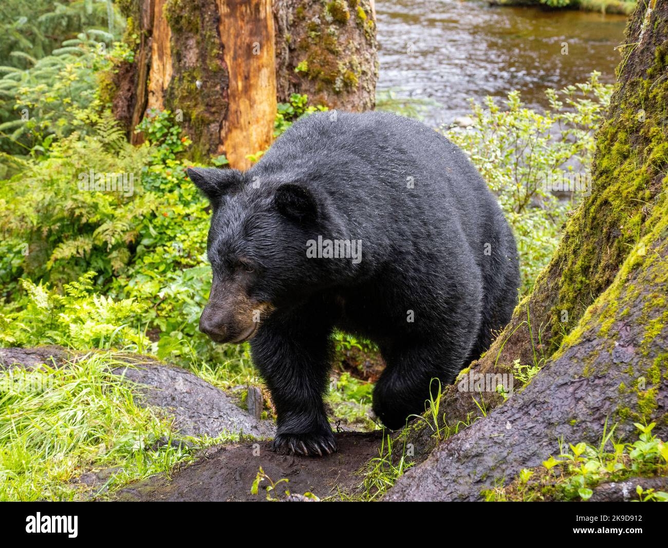 Ursus americanus anan bear and wildlife observatory hi-res stock ...