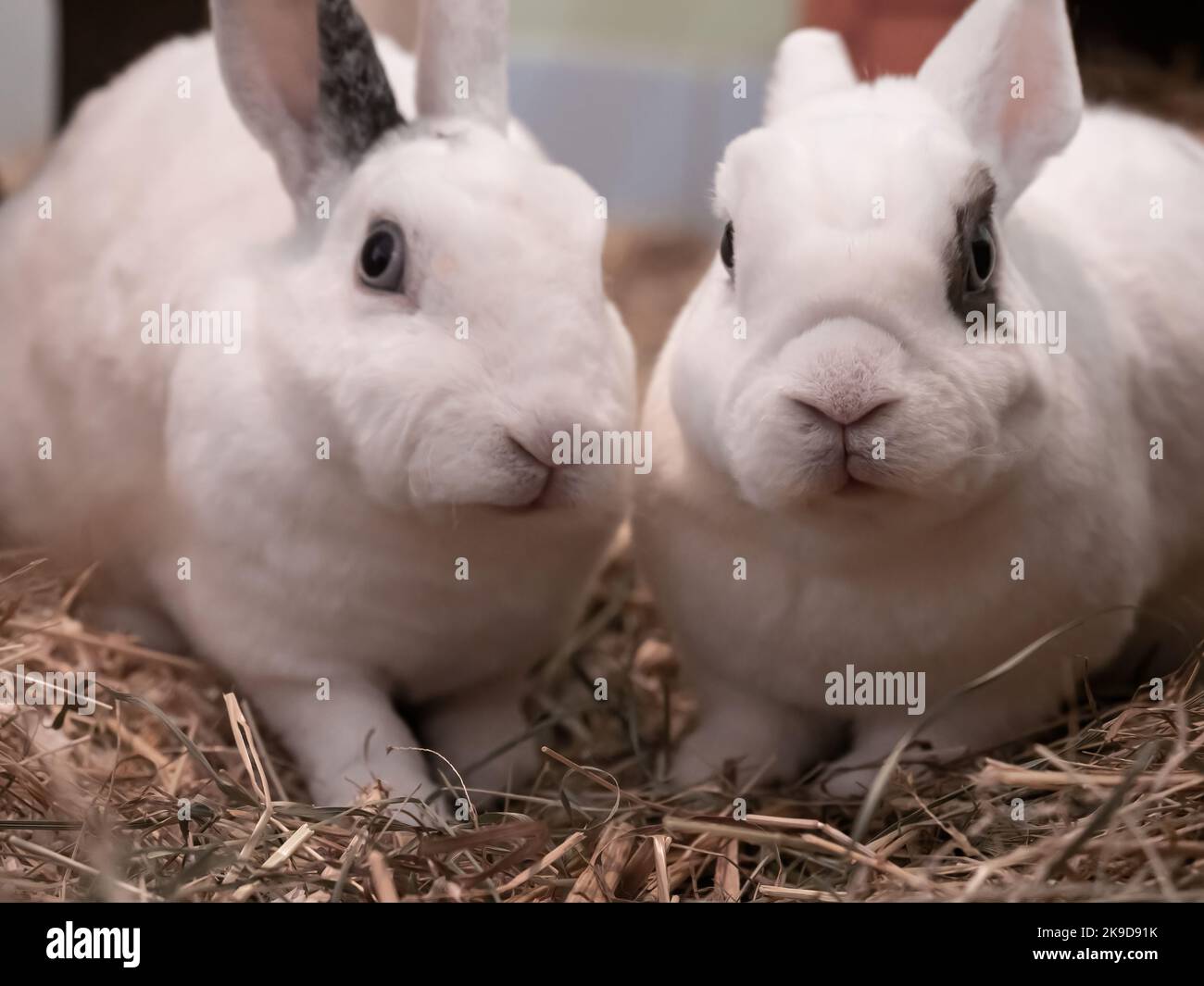 Rabbit closeup hi-res stock photography and images - Alamy