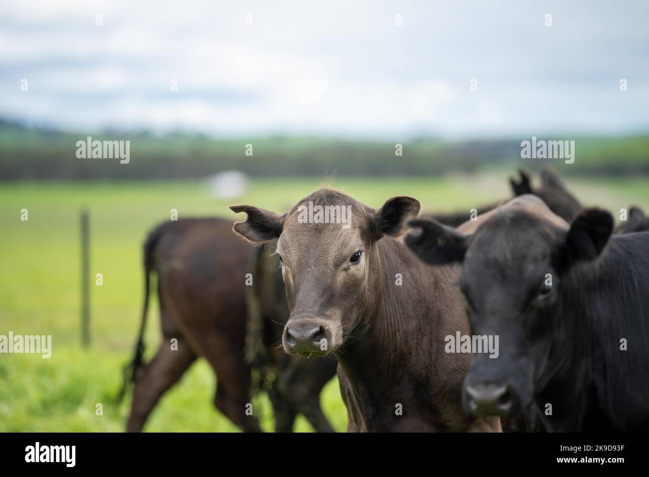 lose up of Stud Beef bulls, cows and calves grazing on grass in a field ...