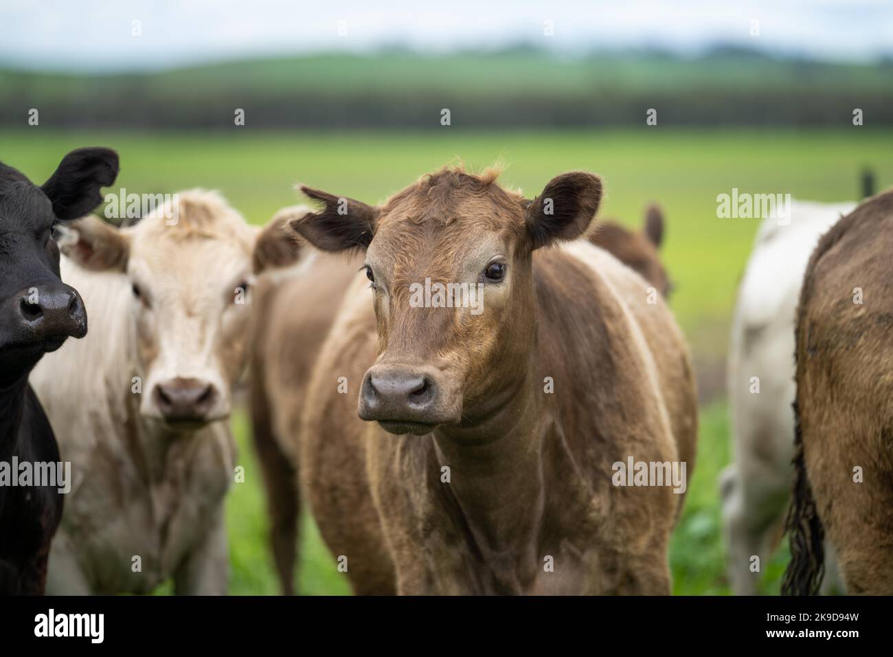 agriculture field, beef cows in a field. wagyu cattle herd grazing on ...