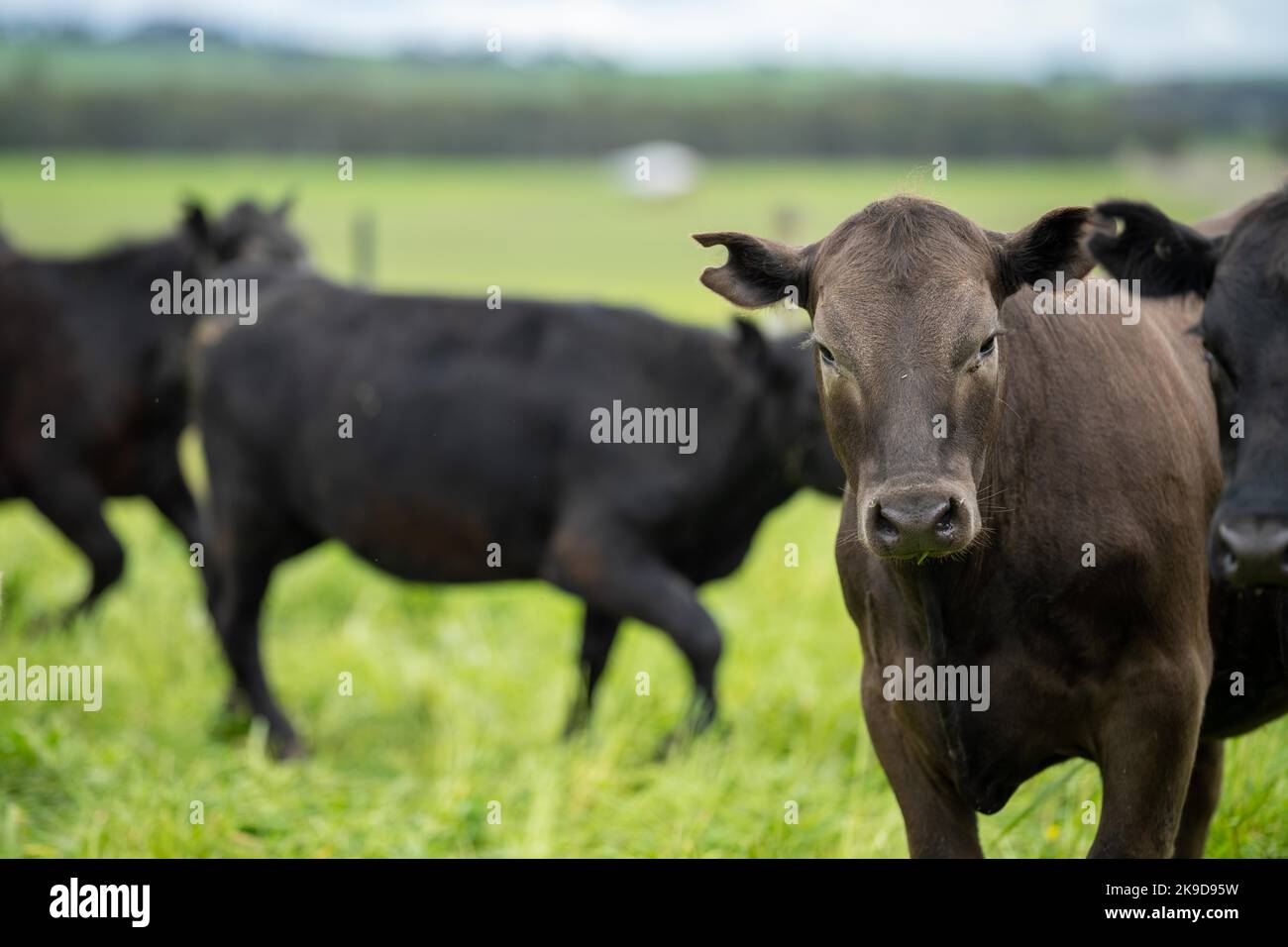 American brahman cow hi-res stock photography and images - Alamy