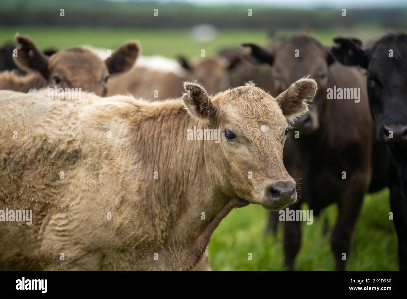 sustainable agriculture cow farm in a field, beef cows in a field ...