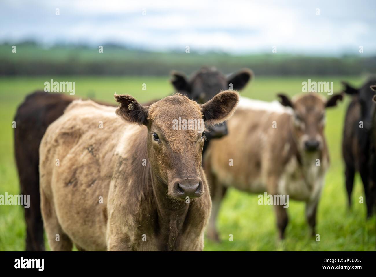herd of Cows grazing on pasture in a field. regenerative angus cattle ...