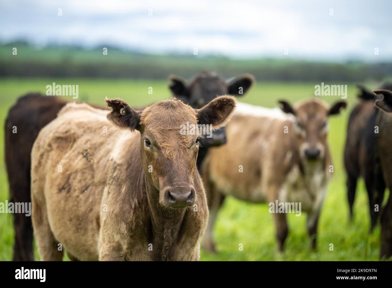Regenerative agriculture cows in the field, grazing on grass and ...