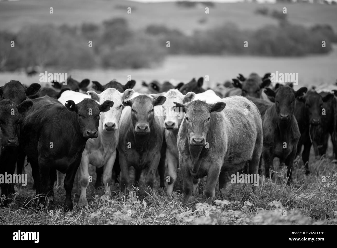 herd of Cows grazing on pasture in a field. regenerative angus cattle ...