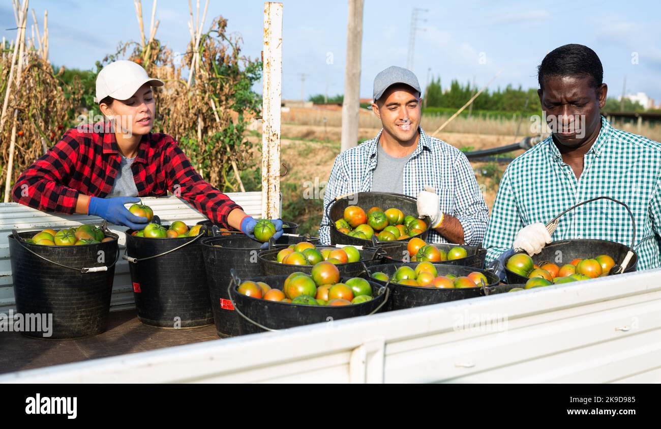 Men and woman loading buckets full of tomatoes on truck Stock Photo - Alamy