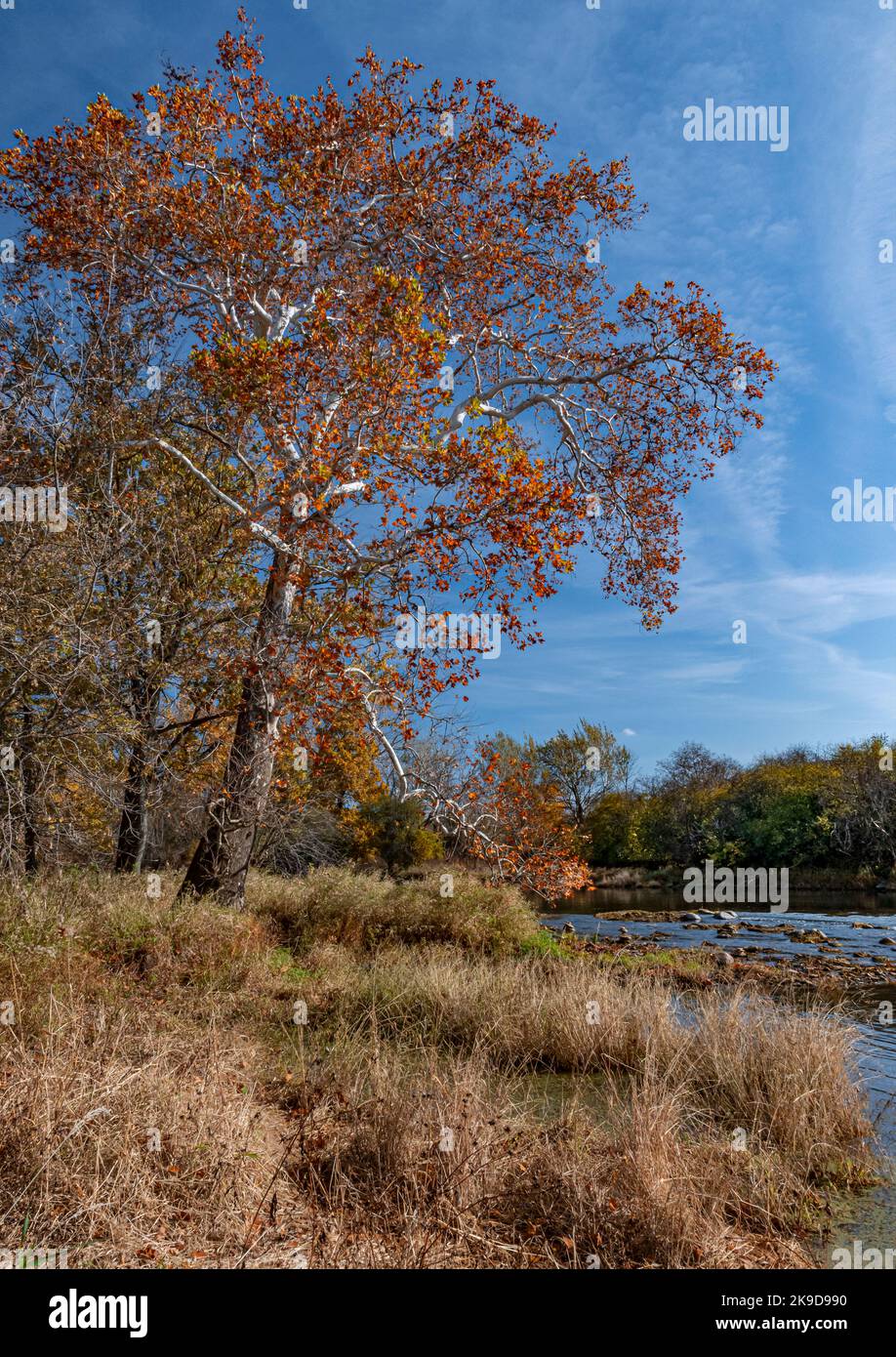 Preserve tree hi-res stock photography and images - Alamy