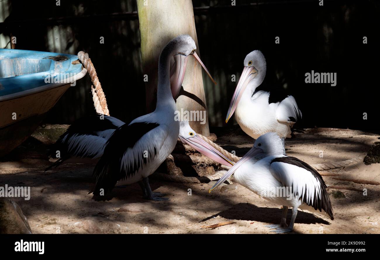 Australian Pelicans (Pelecanus conspicillatus) at Featherdale Wildlife ...