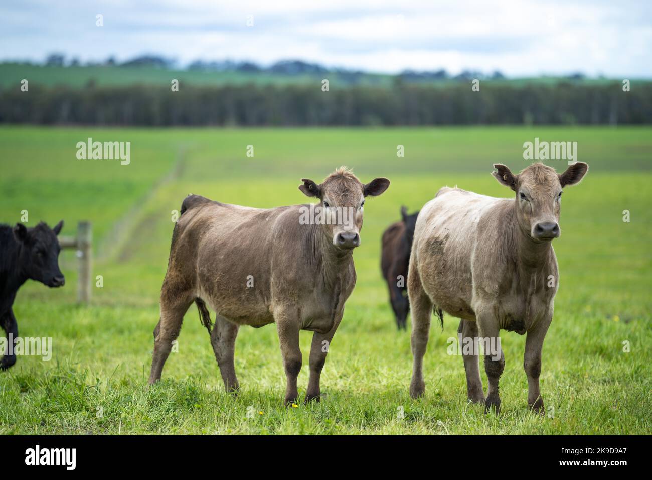 agriculture field in africa, beef cows in a field. livestock herd ...