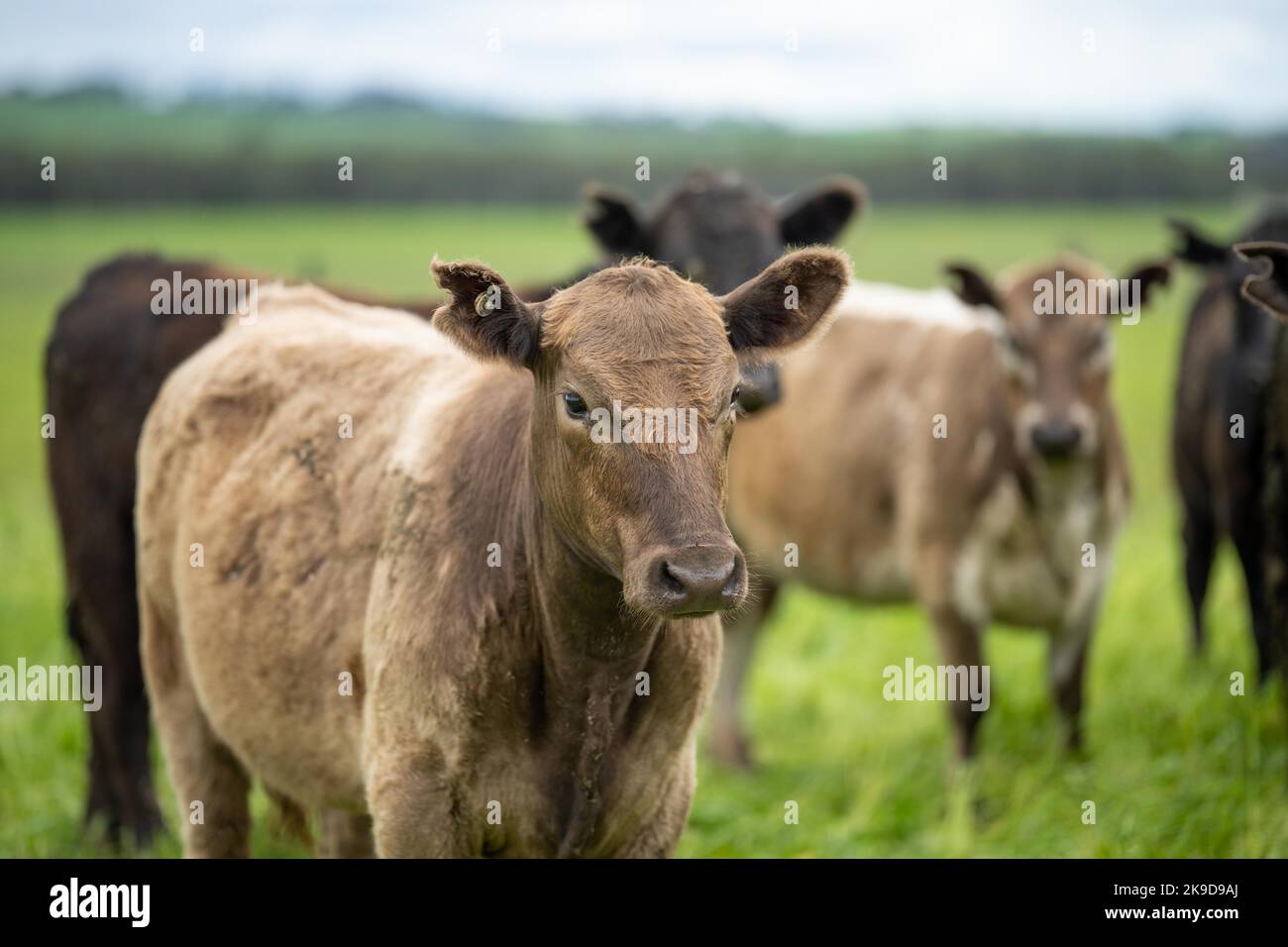 agriculture field, herd of beef cows in a field. springtime on a farm ...