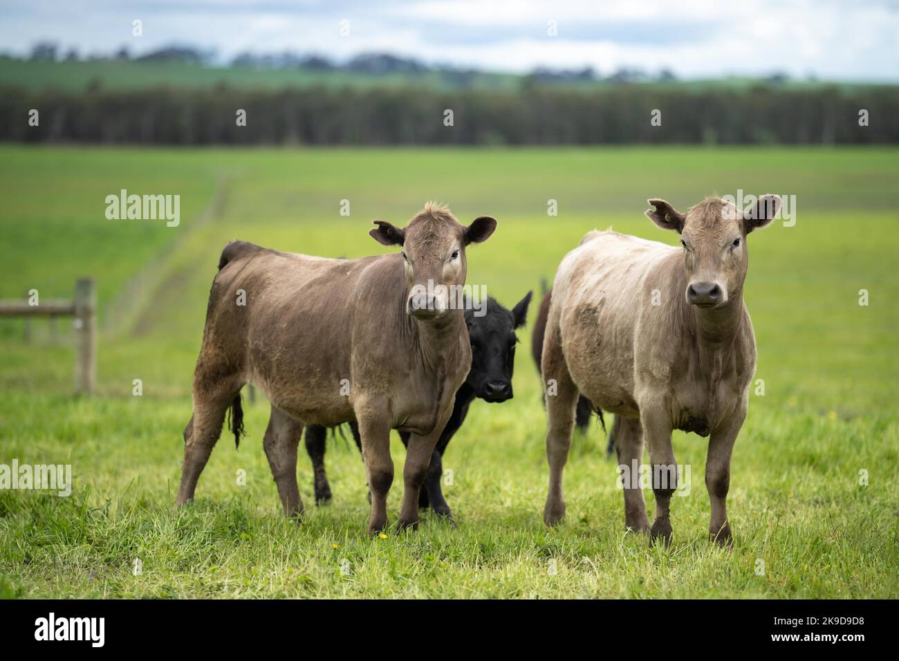 Regenerative Stud Angus, wagyu, Murray grey, Dairy and beef Cows and ...