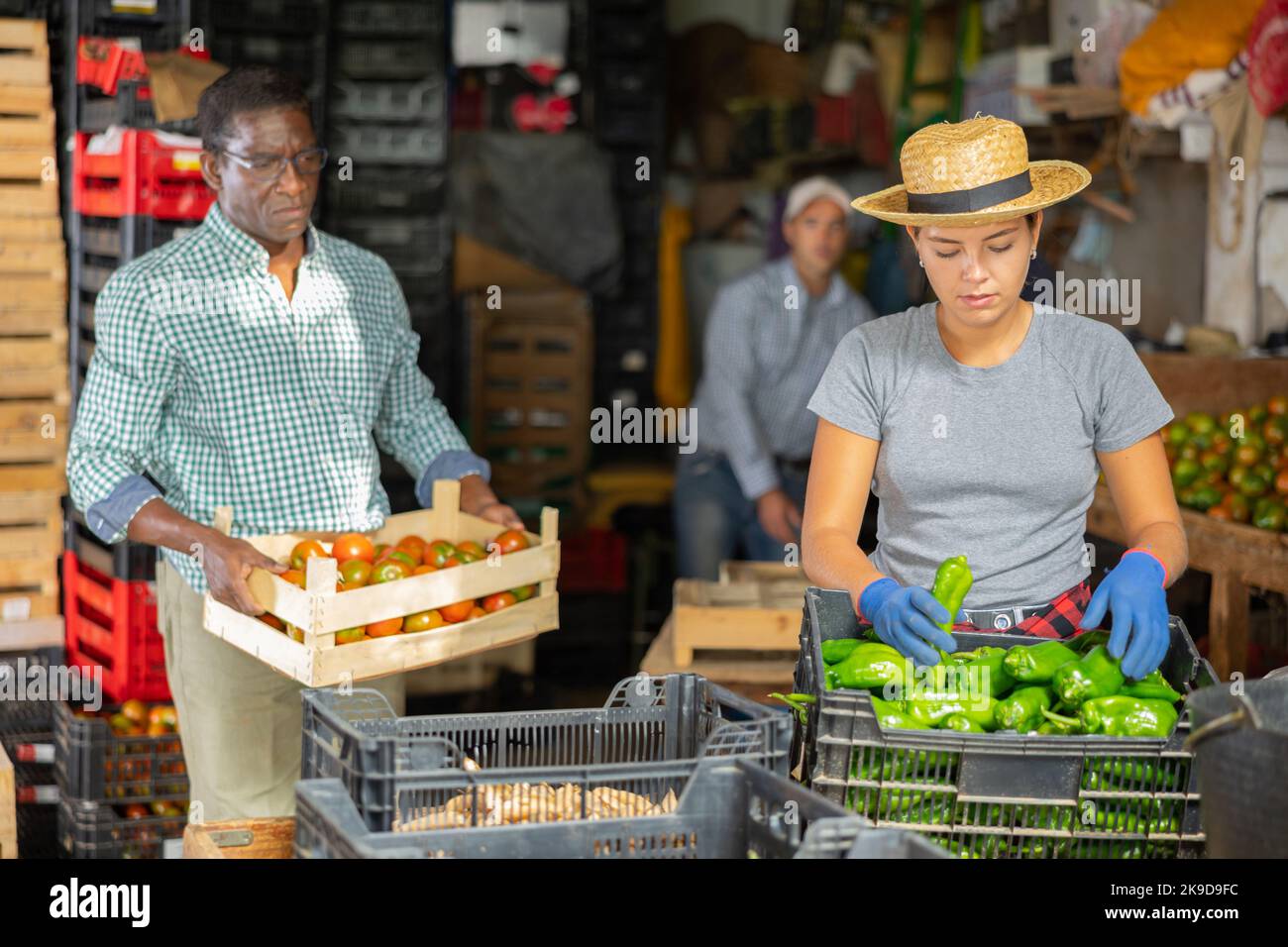 Female farm worker sorting harvested peppers and packing into boxes ...