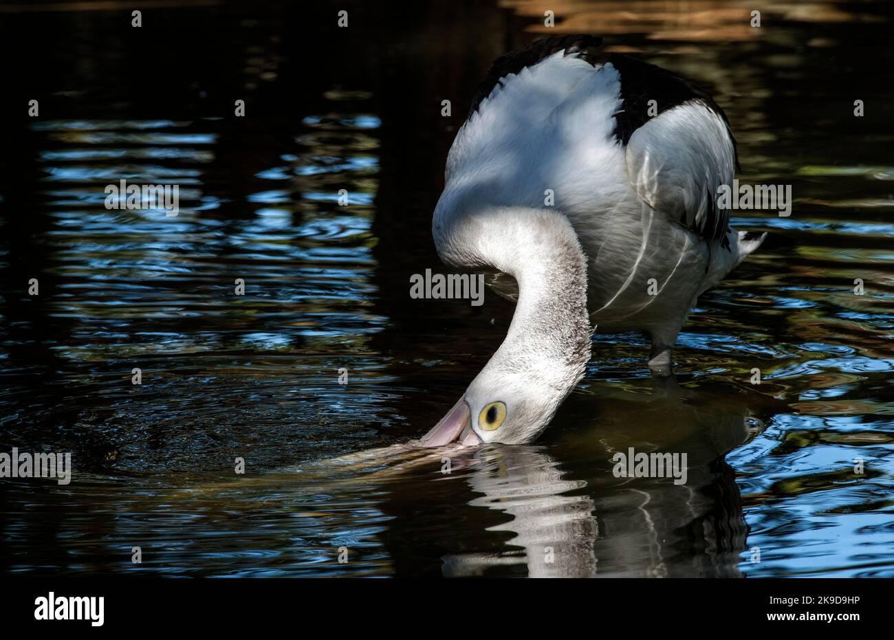 Close-up of an Australian Pelican (Pelecanus conspicillatus) at ...