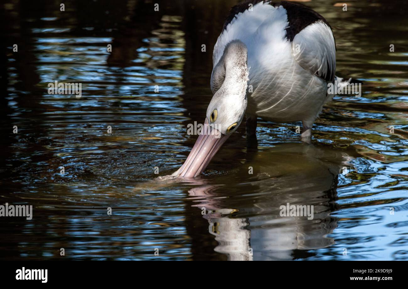 Close-up of an Australian Pelican (Pelecanus conspicillatus) at ...