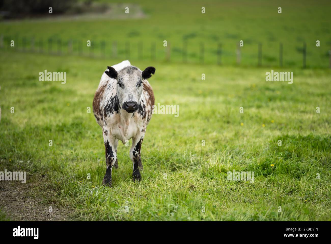Dr congo south africa flag hi-res stock photography and images - Alamy