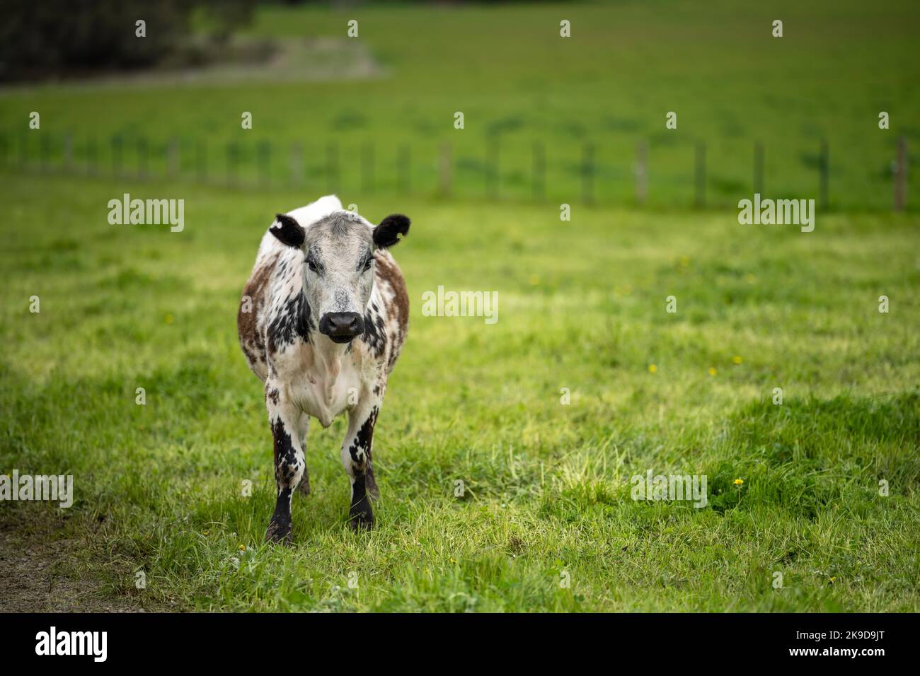 agriculture field, beef cows in a field. wagyu cattle herd grazing on ...