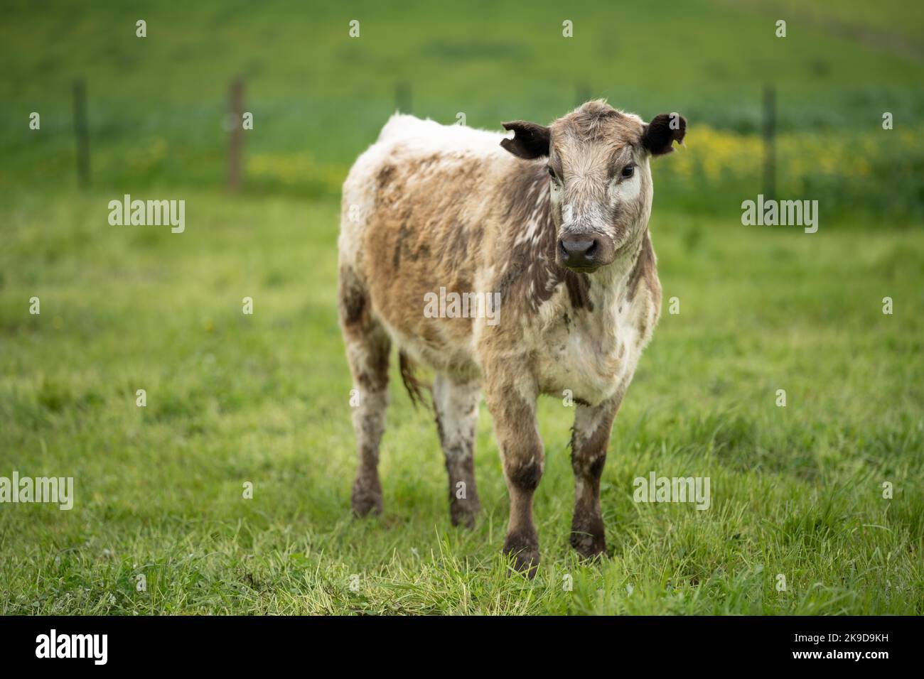 agriculture field, herd of beef cows in a field. springtime on a farm ...