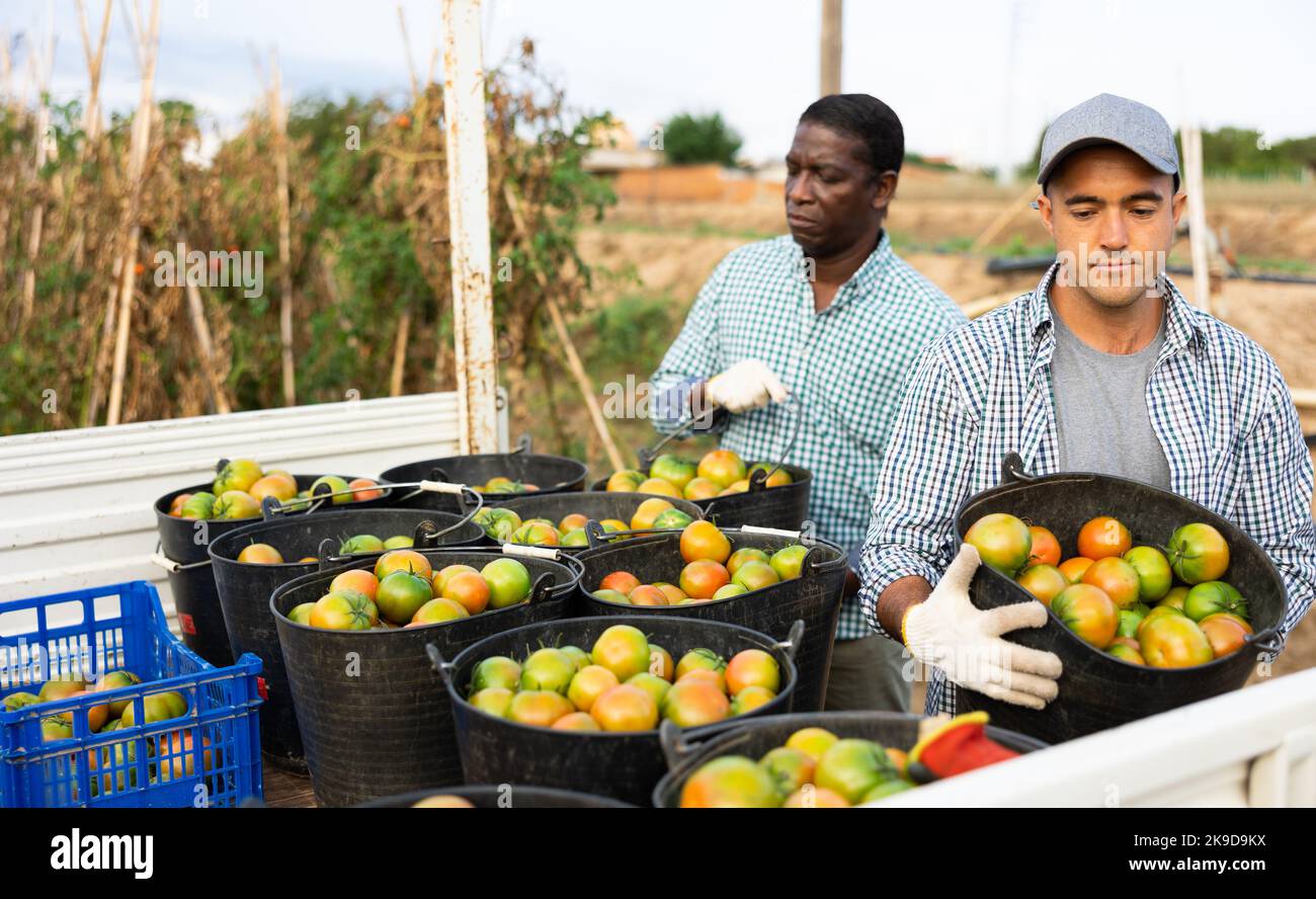 Farmer with team of workers loading truck with harvested tomatoes Stock ...