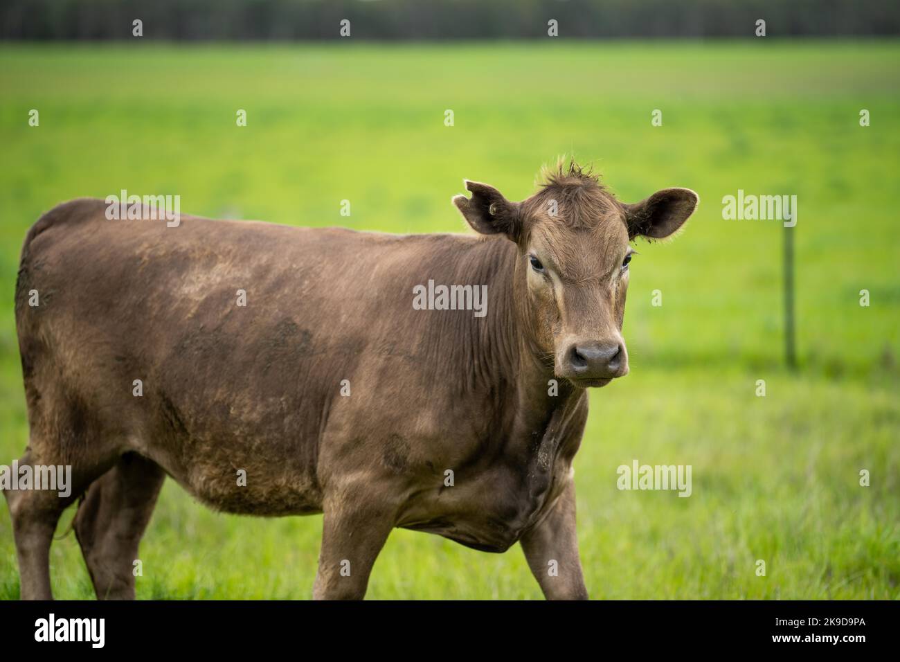 sustainable agriculture cow farm in a field, beef cows in a field. livestock herd grazing on ...