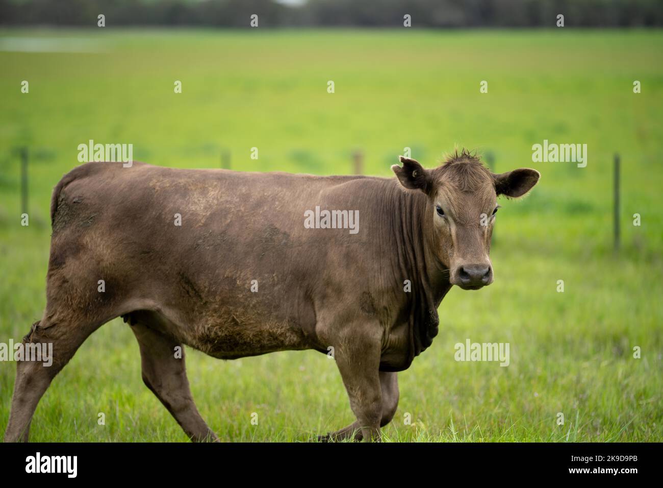 German angus cow calf hi-res stock photography and images - Alamy