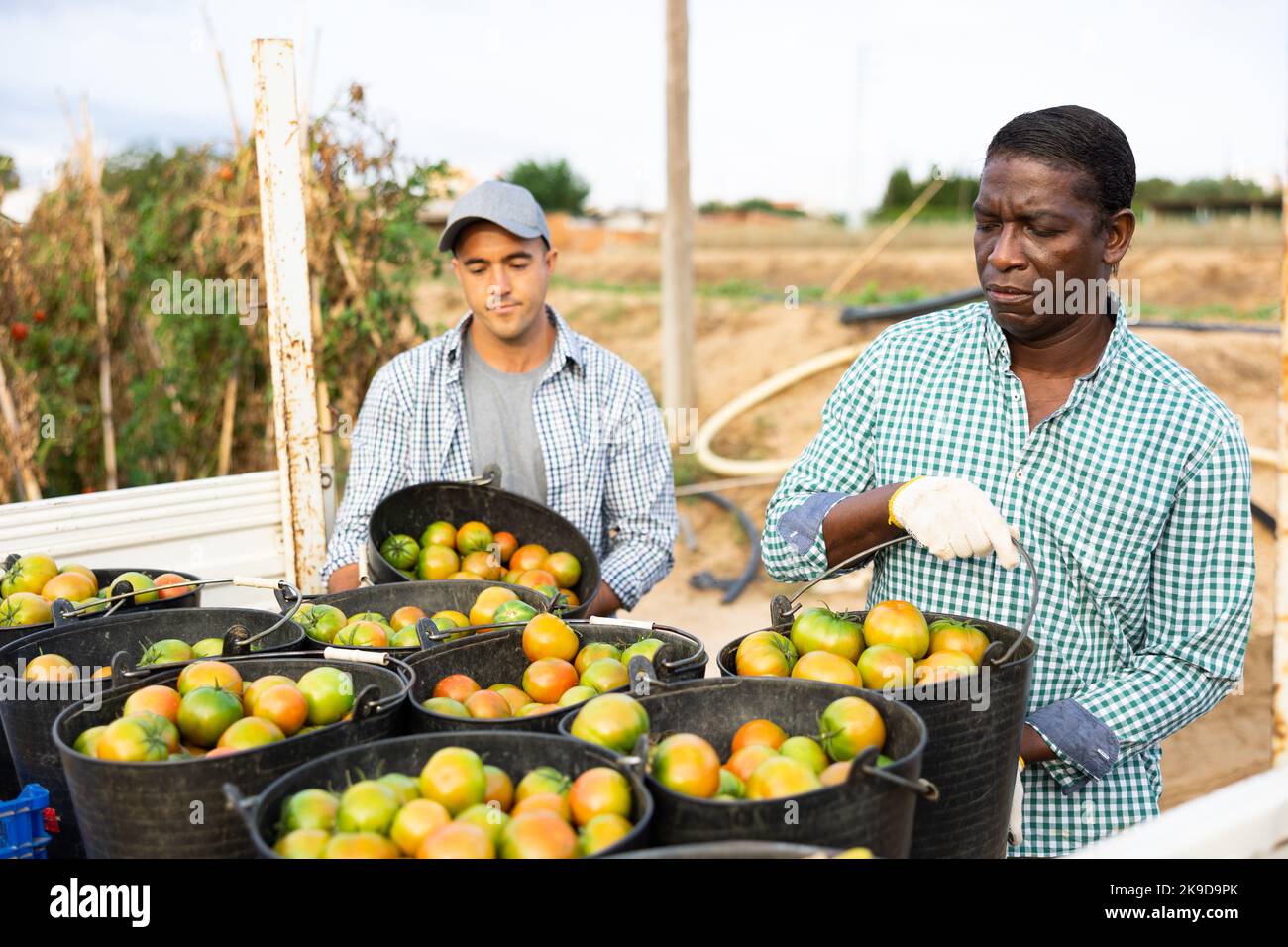Men farmers gathering buckets full of green tomatoes Stock Photo - Alamy