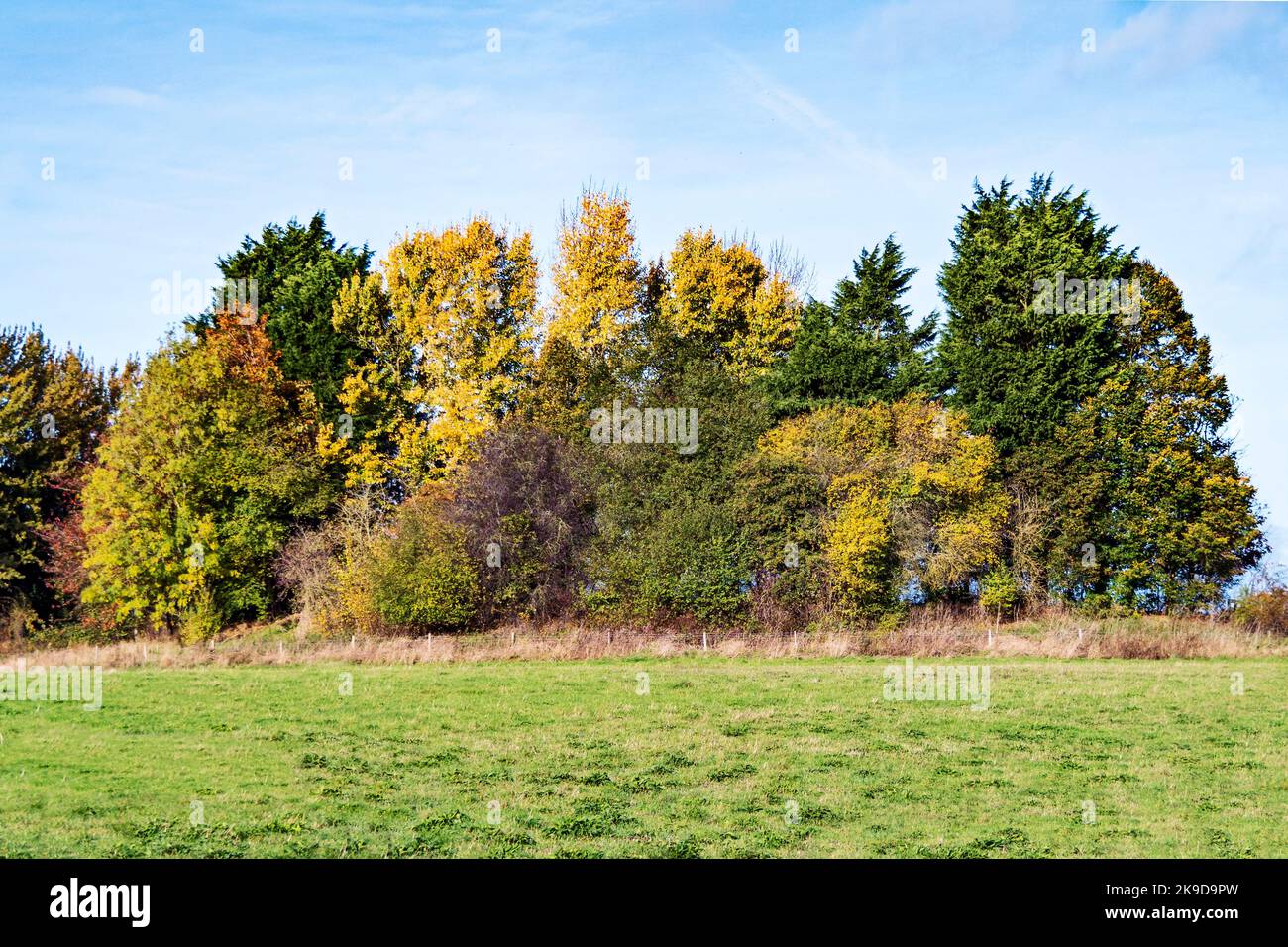 Copse of trees with beautiful autumn foliage Stock Photo - Alamy