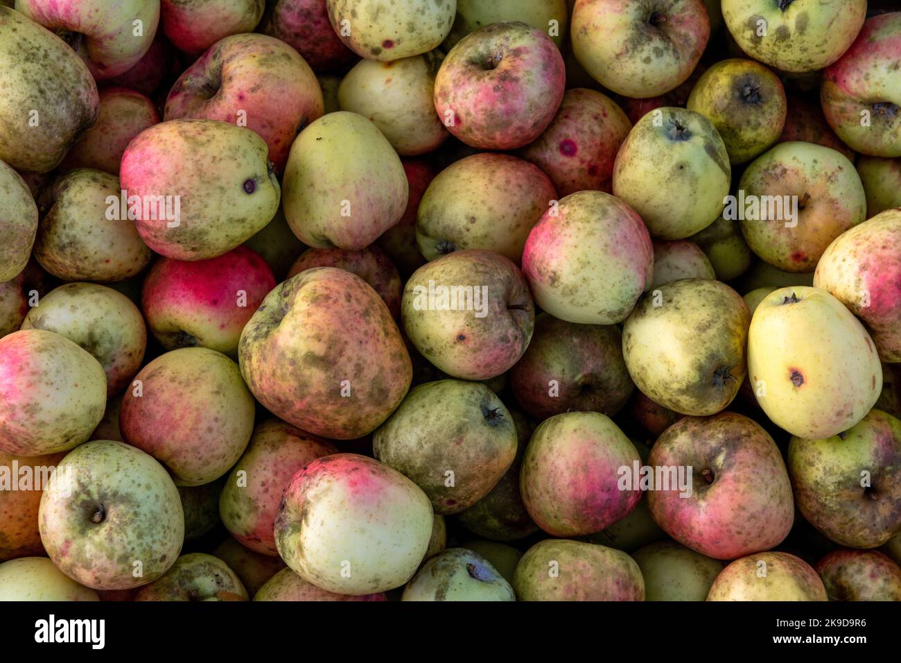 Cider apple harvest in Mostviertel, Lower Austria Stock Photo - Alamy
