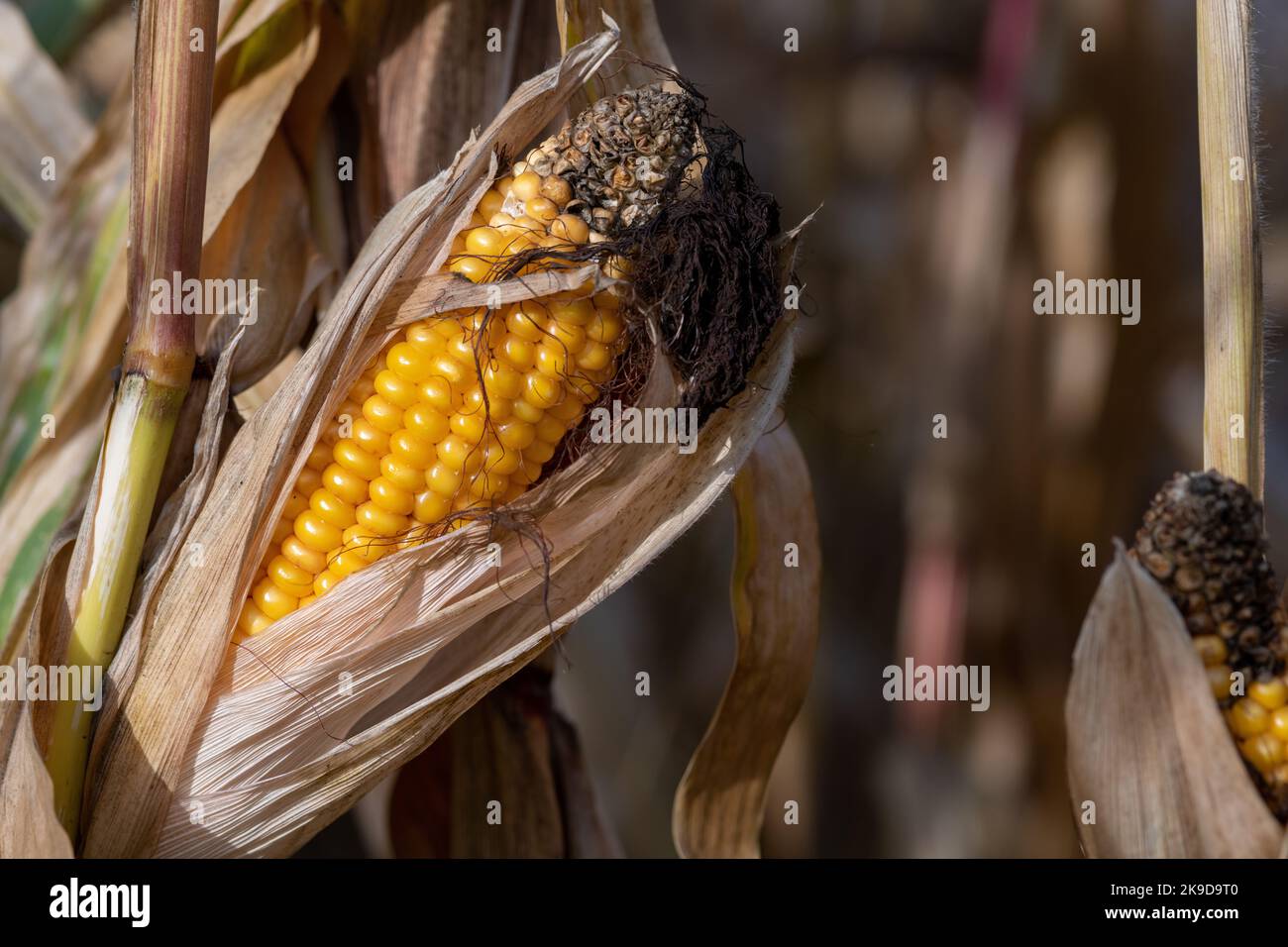 Harvest corn cobs tractor hi-res stock photography and images - Alamy