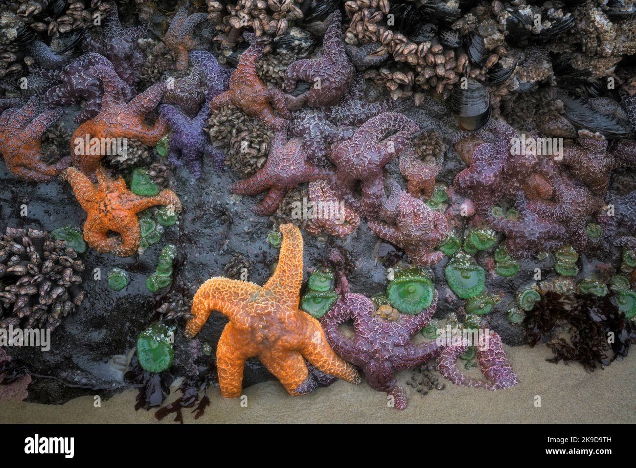 Colorful sea stars and green sea anemones exposed for a brief time ...