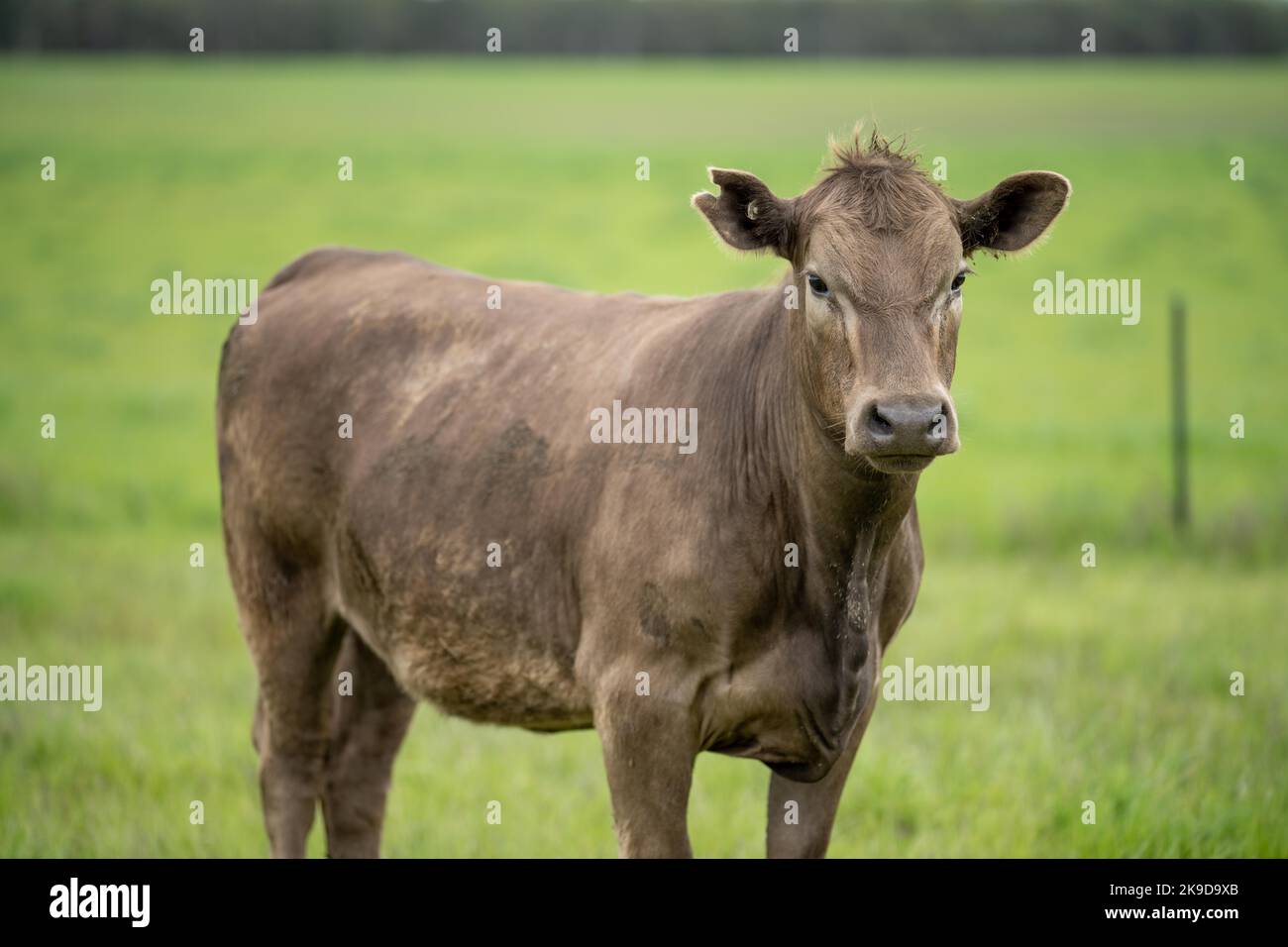 agriculture field, herd of beef cows in a field. springtime on a farm ...