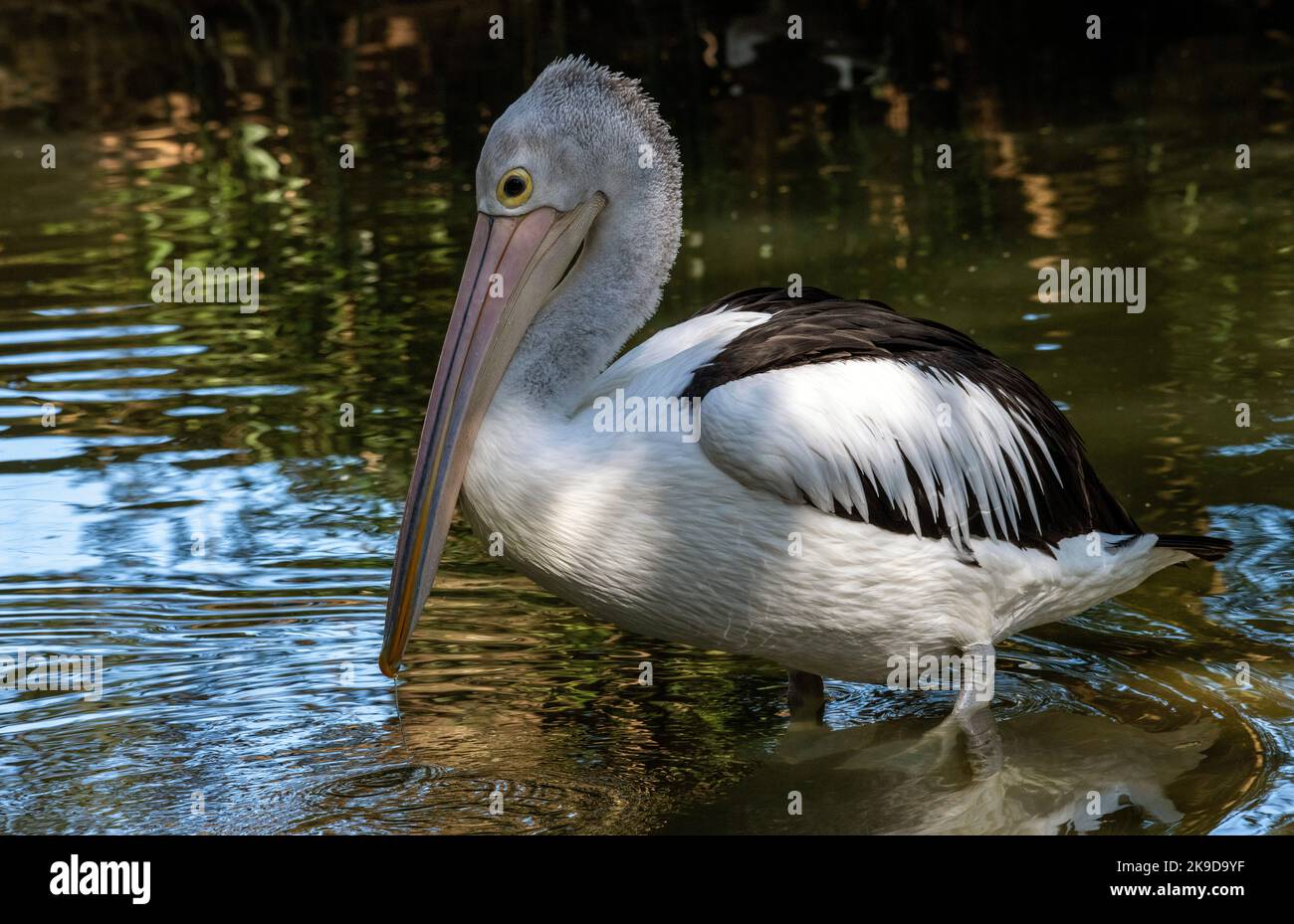 Close-up of an Australian Pelican (Pelecanus conspicillatus) at ...