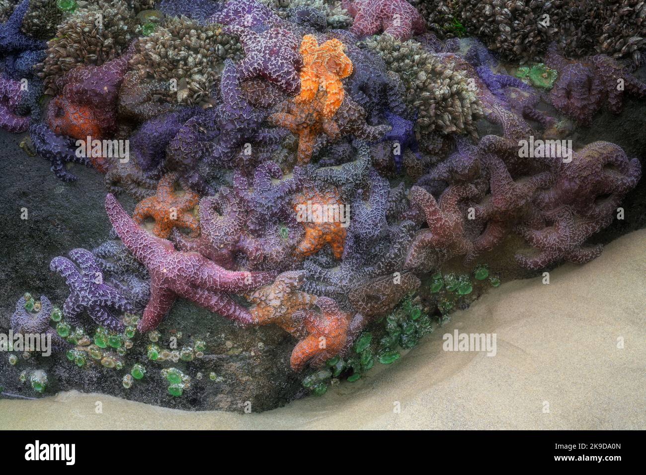 Colorful sea stars and green sea anemones exposed for a brief time ...