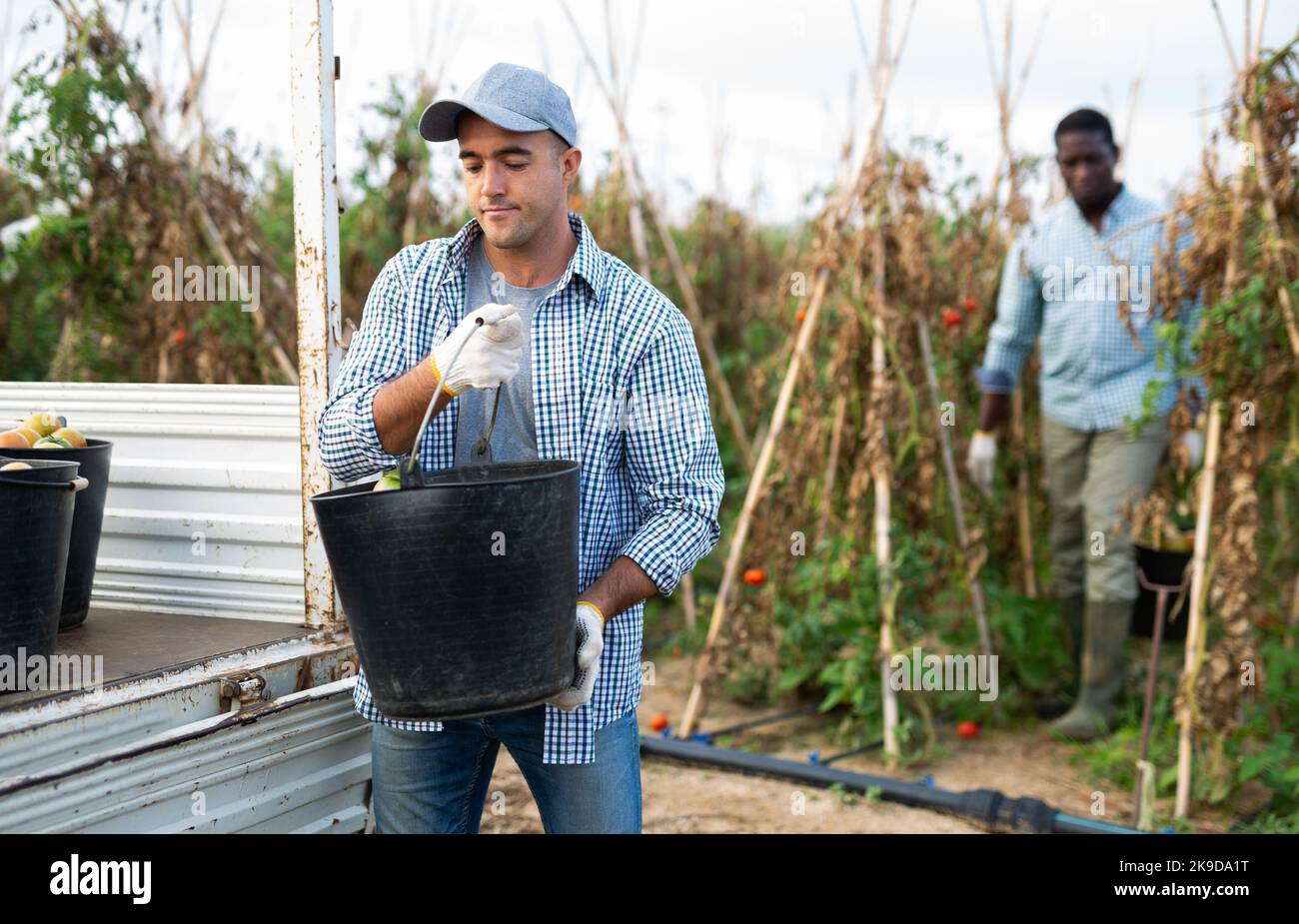 Agricultural worker loading buckets of picked tomatoes into truck Stock ...