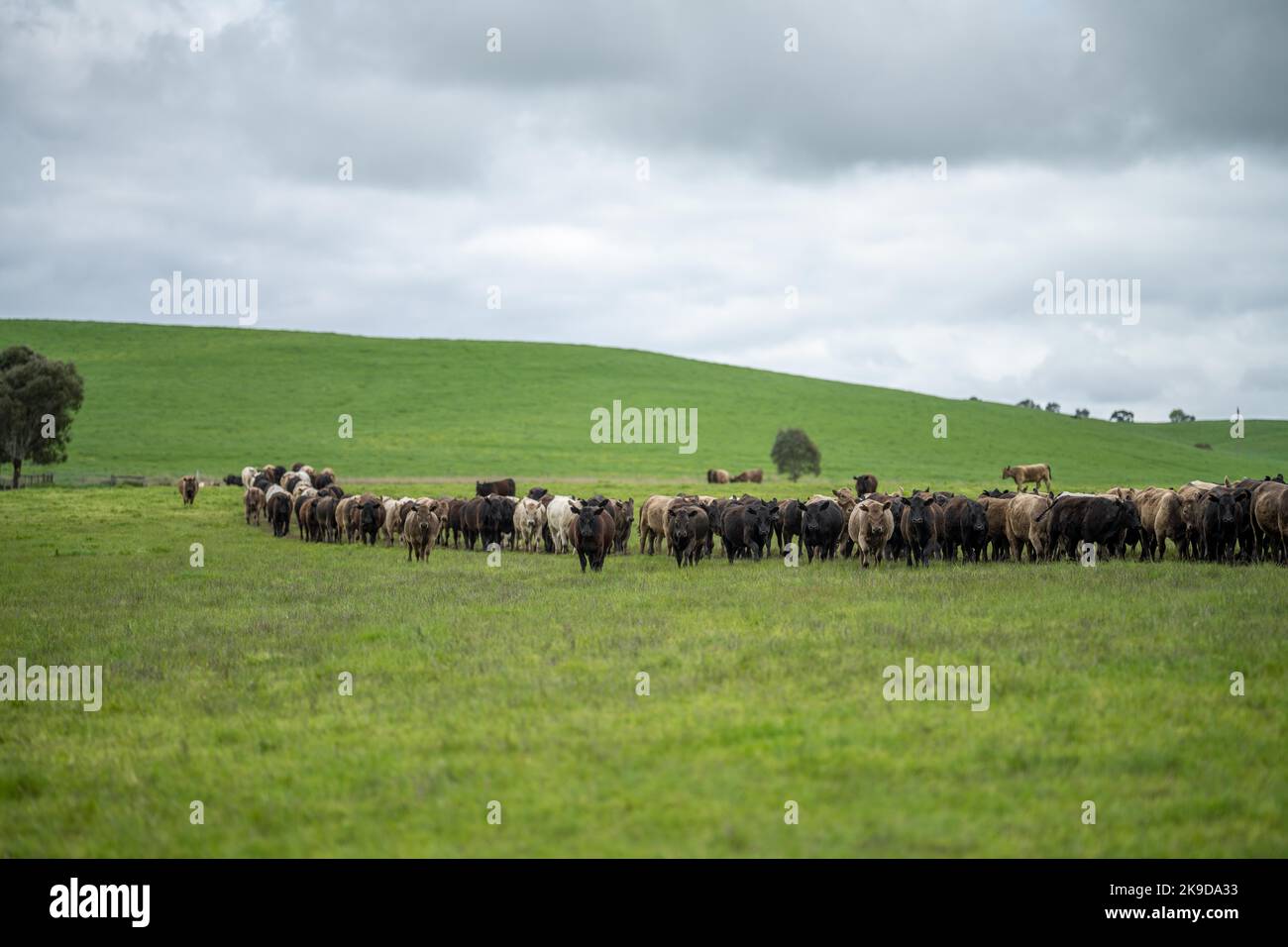 agriculture field, beef cows in a field. wagyu cattle herd grazing on ...