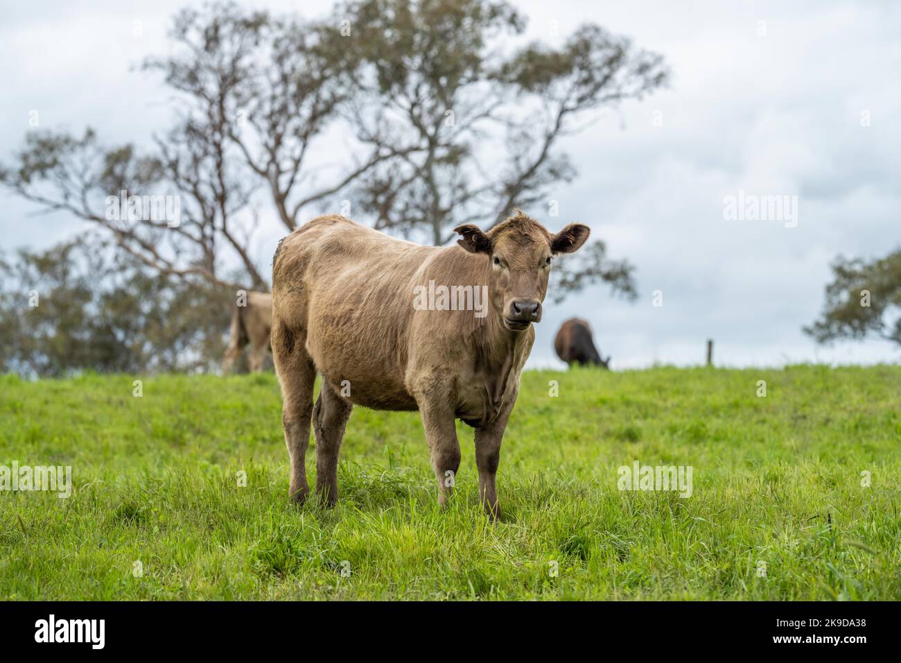 American brahman cow hi-res stock photography and images - Alamy