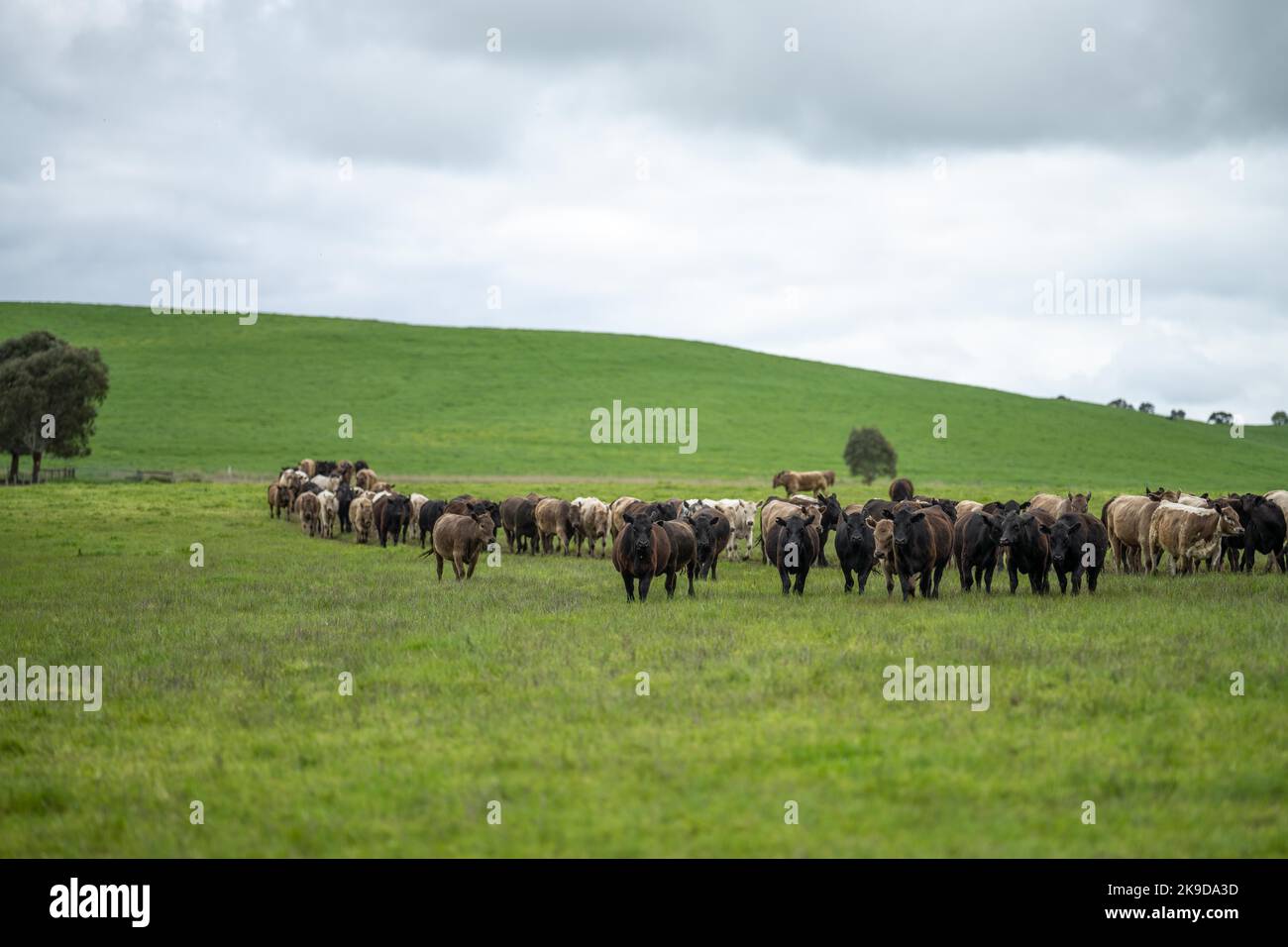 Cattle ranch aerial australia hi-res stock photography and images - Alamy